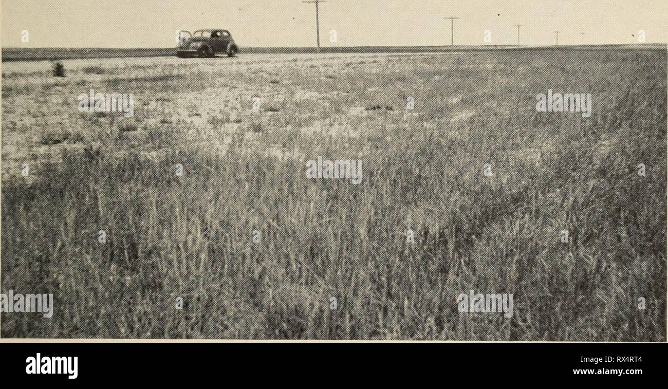 Sparse native grass -Fotos und -Bildmaterial in hoher Auflösung – Alamy