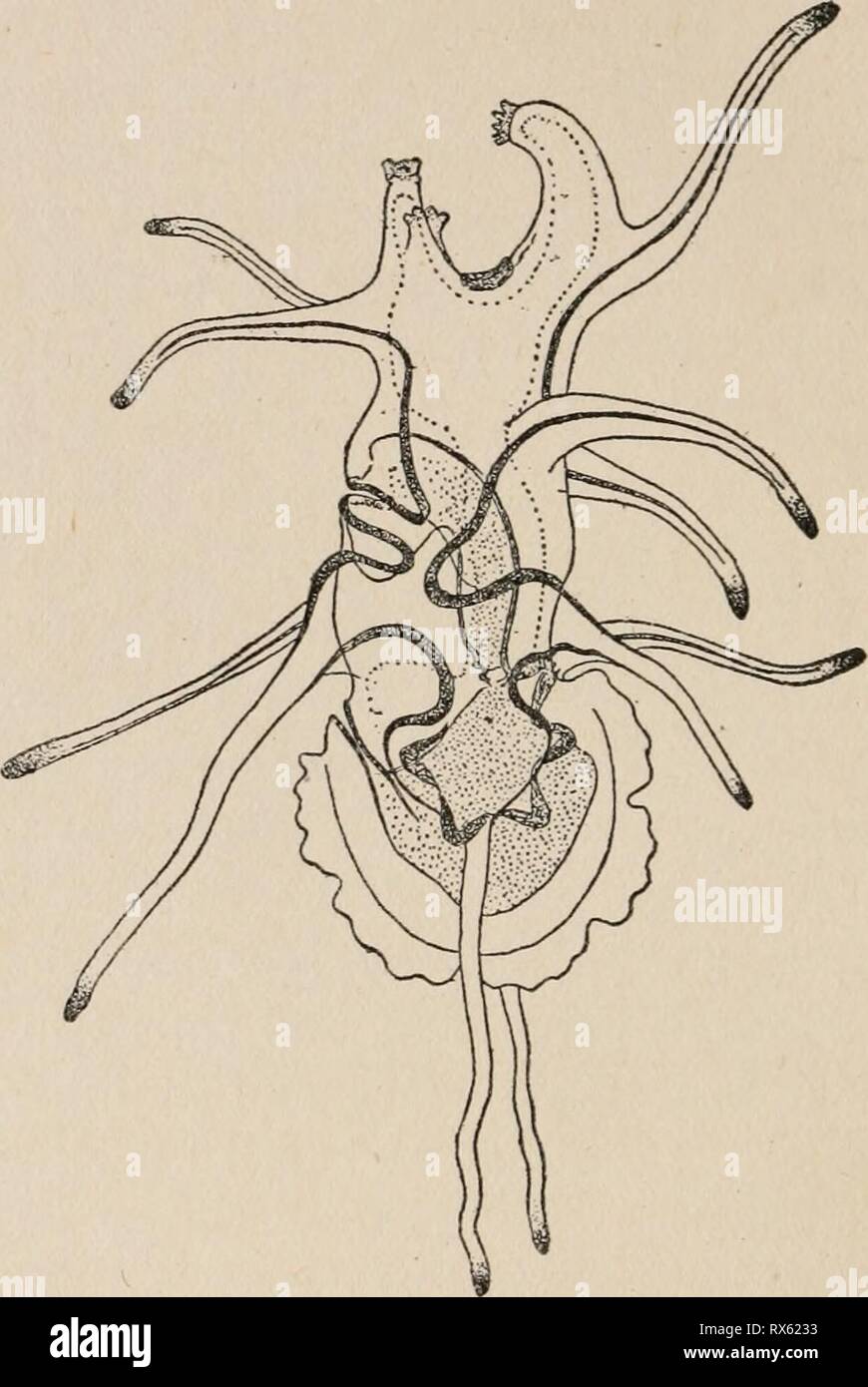 Stachelhäuter von Connecticut (1912) Stachelhäuter von Connecticut ...