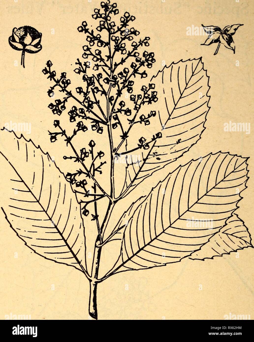 Essbare und giftige Pflanzen von essbaren und giftigen Pflanzen der ...