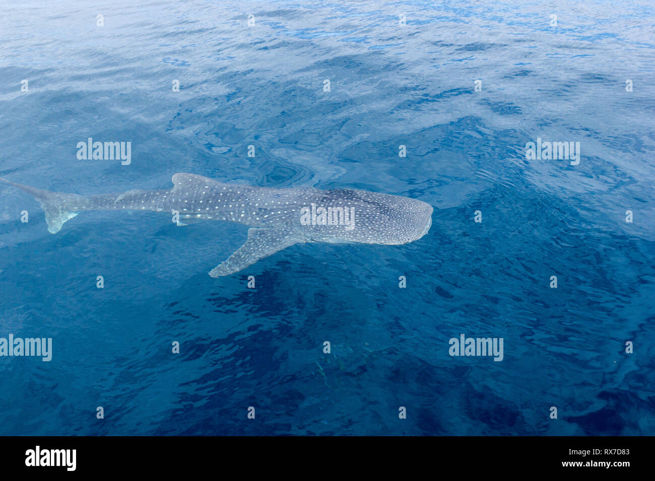 Cobia Fish Stockfotos und -bilder Kaufen - Alamy