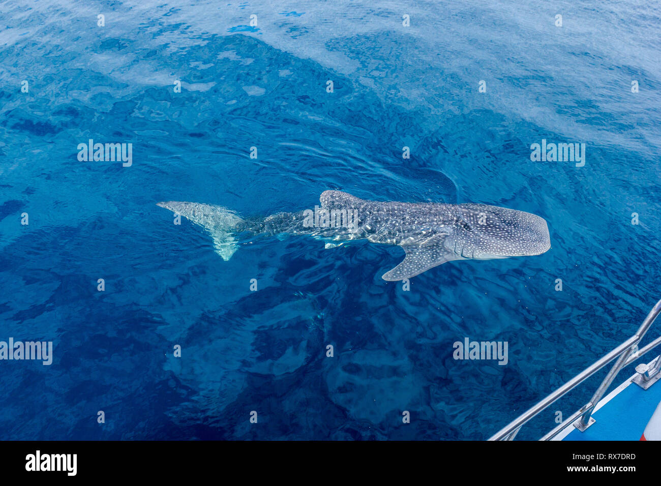 Cobia fish -Fotos und -Bildmaterial in hoher Auflösung – Alamy