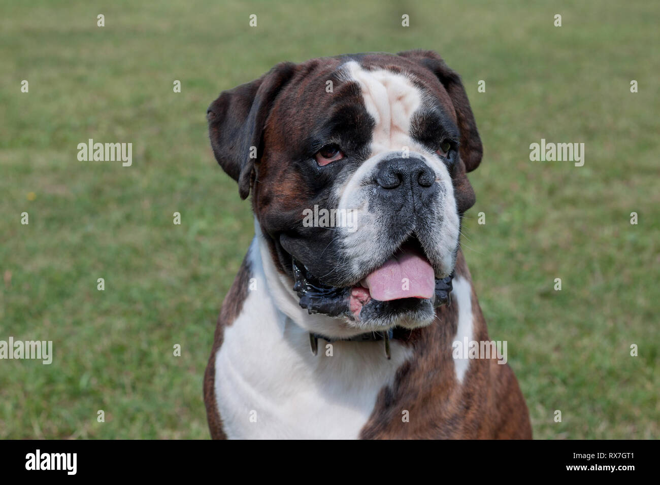 Gestromte boxer -Fotos und -Bildmaterial in hoher Auflösung – Alamy