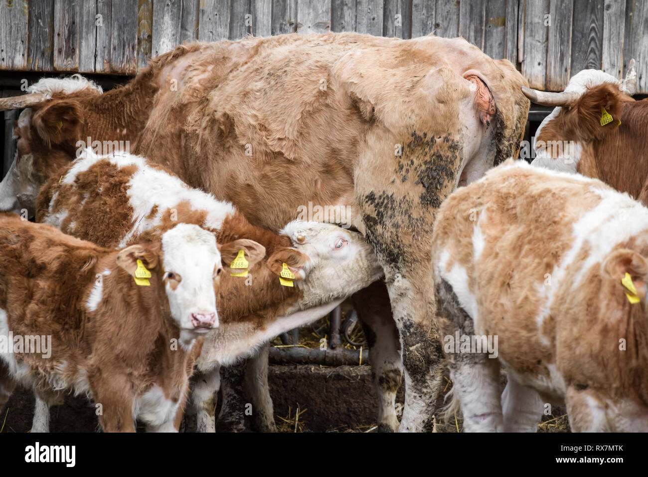 Mutterkuh mit kalb -Fotos und -Bildmaterial in hoher Auflösung – Alamy