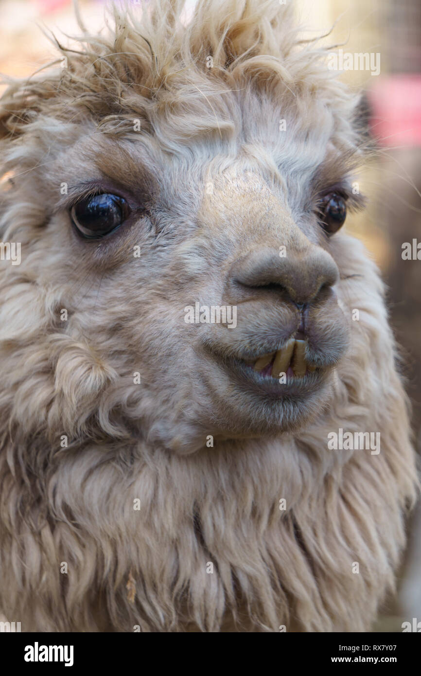 Lama teeth -Fotos und -Bildmaterial in hoher Auflösung – Alamy