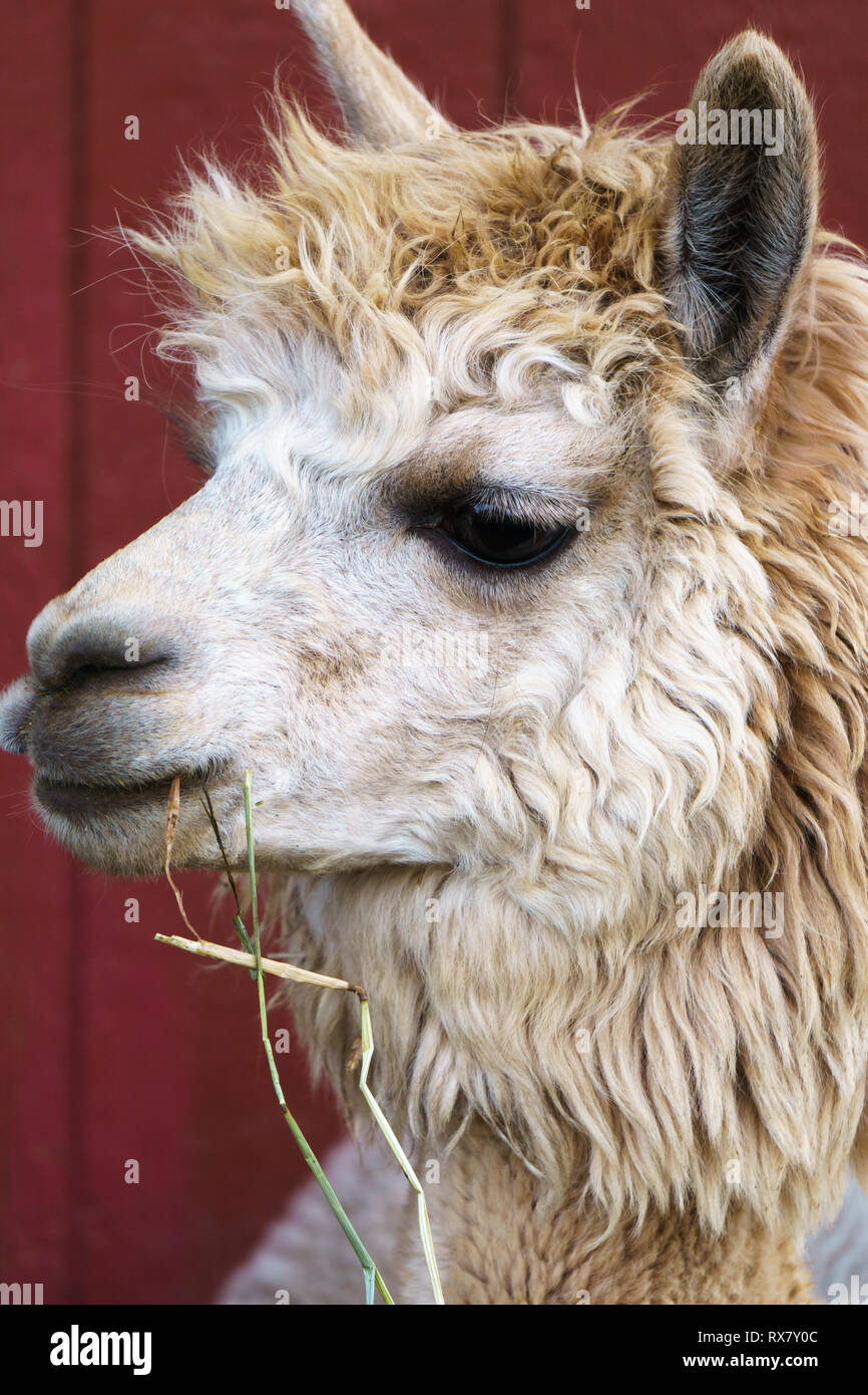 Lama Teeth Stockfotos und -bilder Kaufen - Alamy
