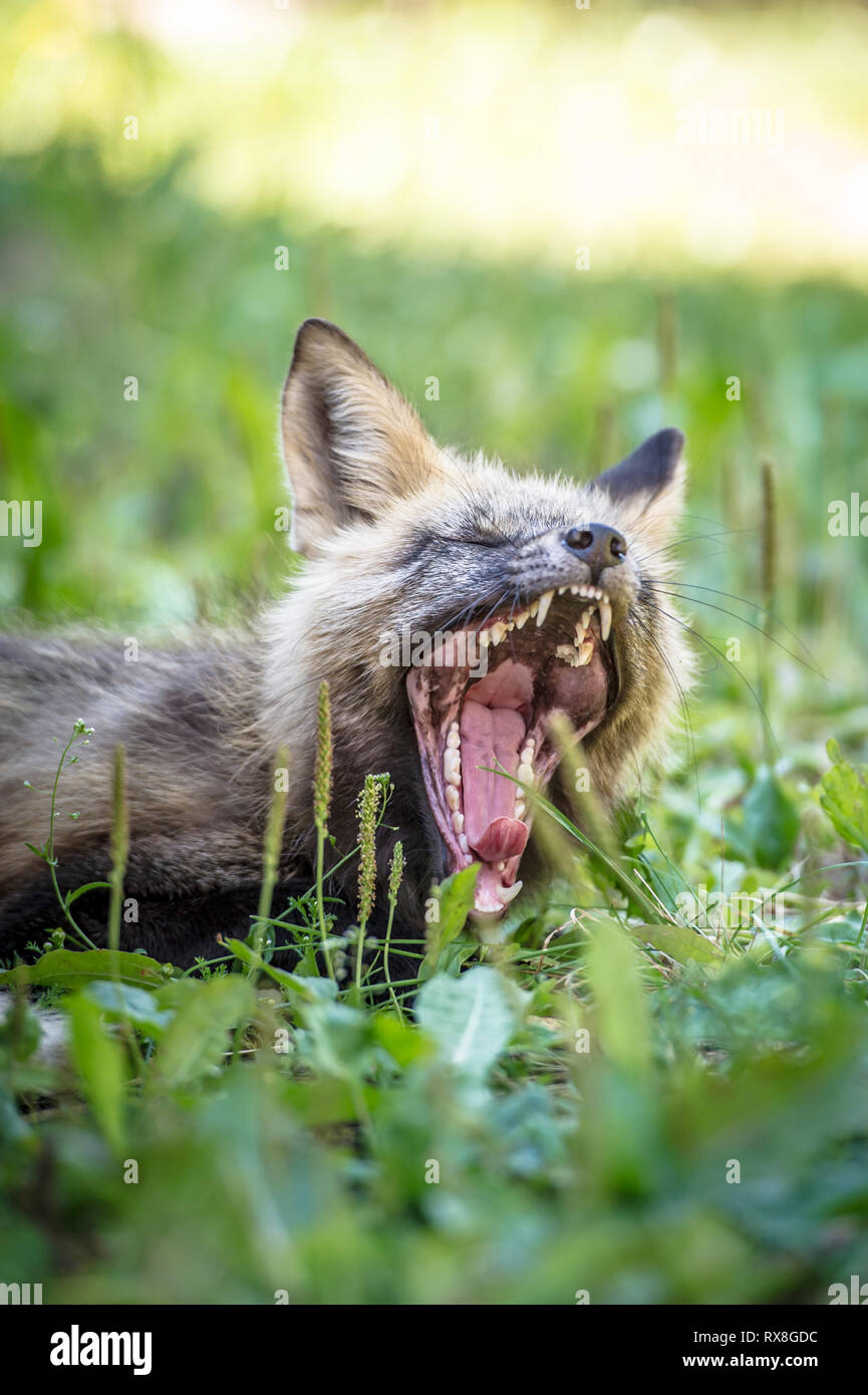 Kreuz fuchs rotfuchs -Fotos und -Bildmaterial in hoher Auflösung ...