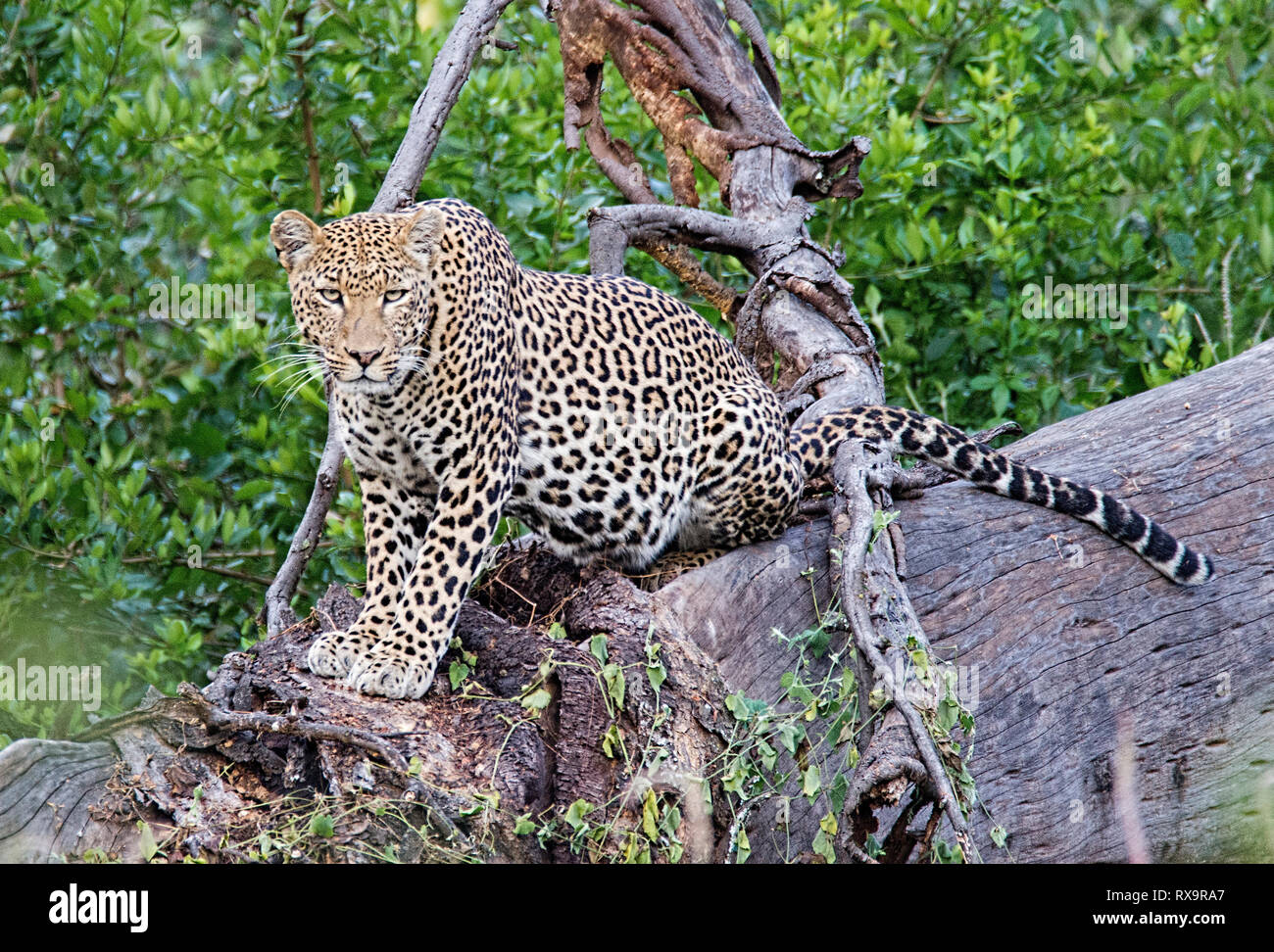 Portrait von Leopard sitzend auf Baum im Wald Stockfotografie - Alamy