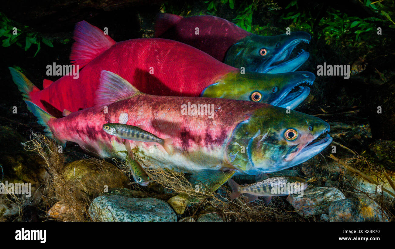 Laichender rotlachs -Fotos und -Bildmaterial in hoher Auflösung – Alamy