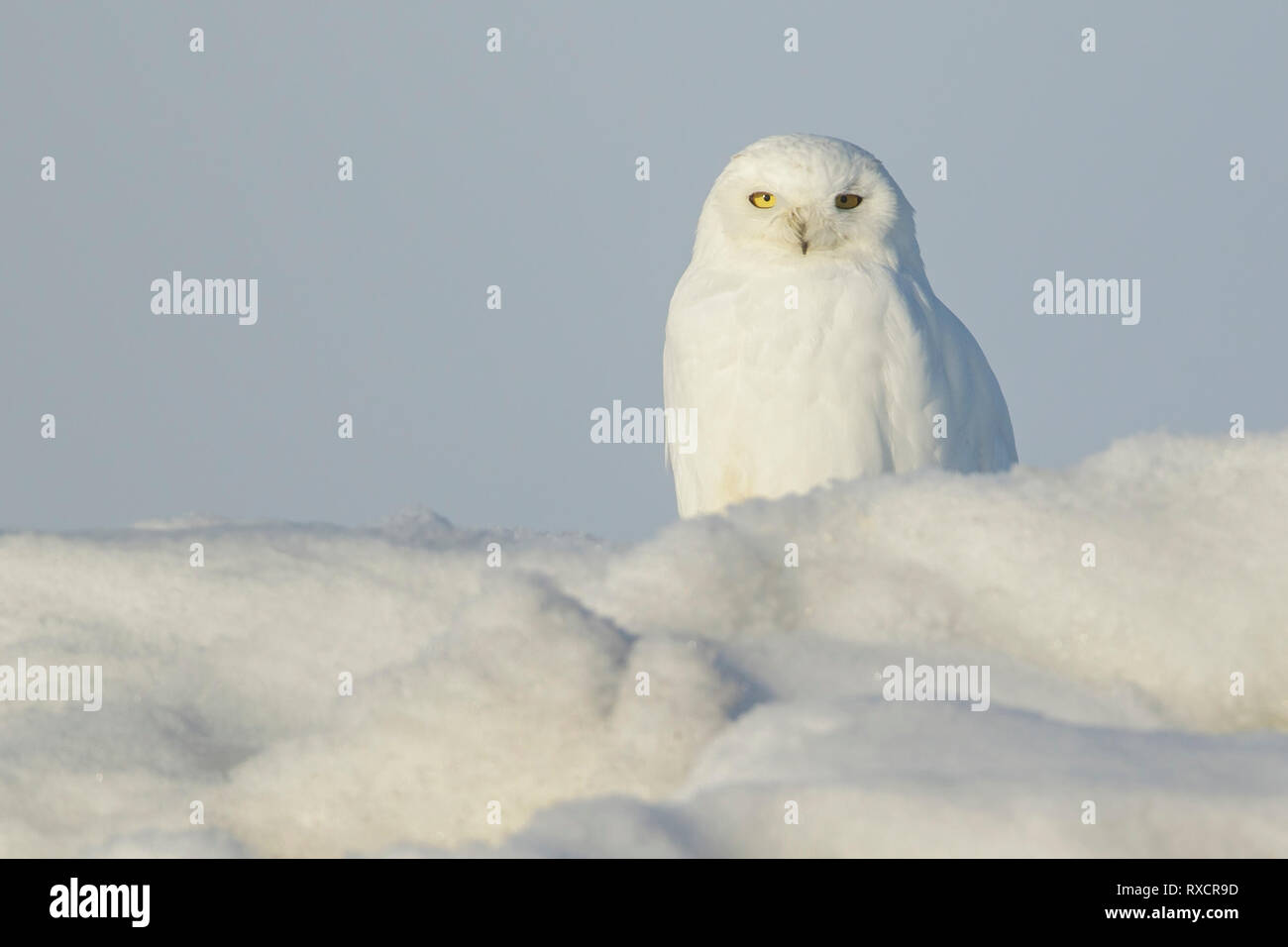 Snowy owl on arctic tundra -Fotos und -Bildmaterial in hoher Auflösung ...