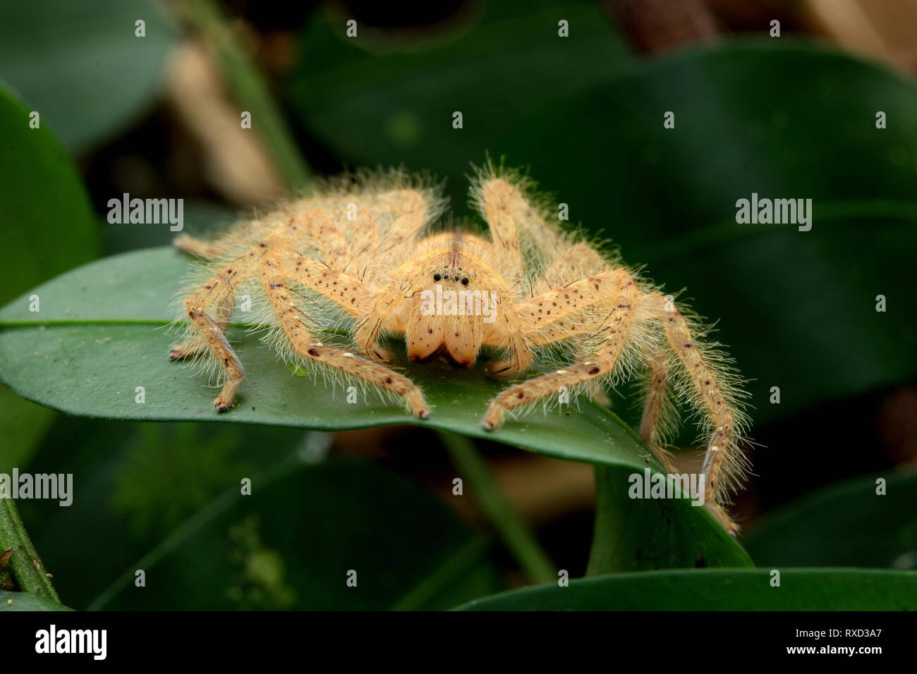 Heteropoda davidbowie -Fotos und -Bildmaterial in hoher Auflösung – Alamy