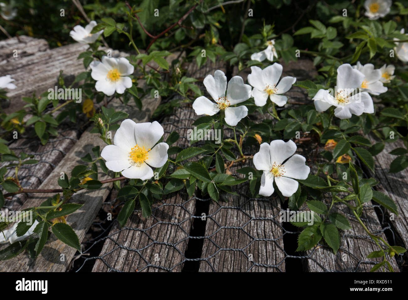 Field Rose Stockfotos und -bilder Kaufen - Alamy