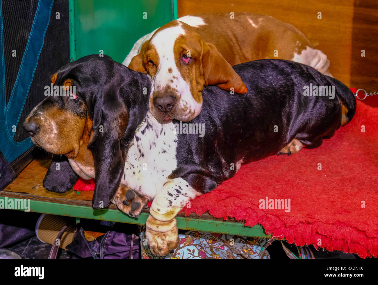 Bryan bassett -Fotos und -Bildmaterial in hoher Auflösung – Alamy