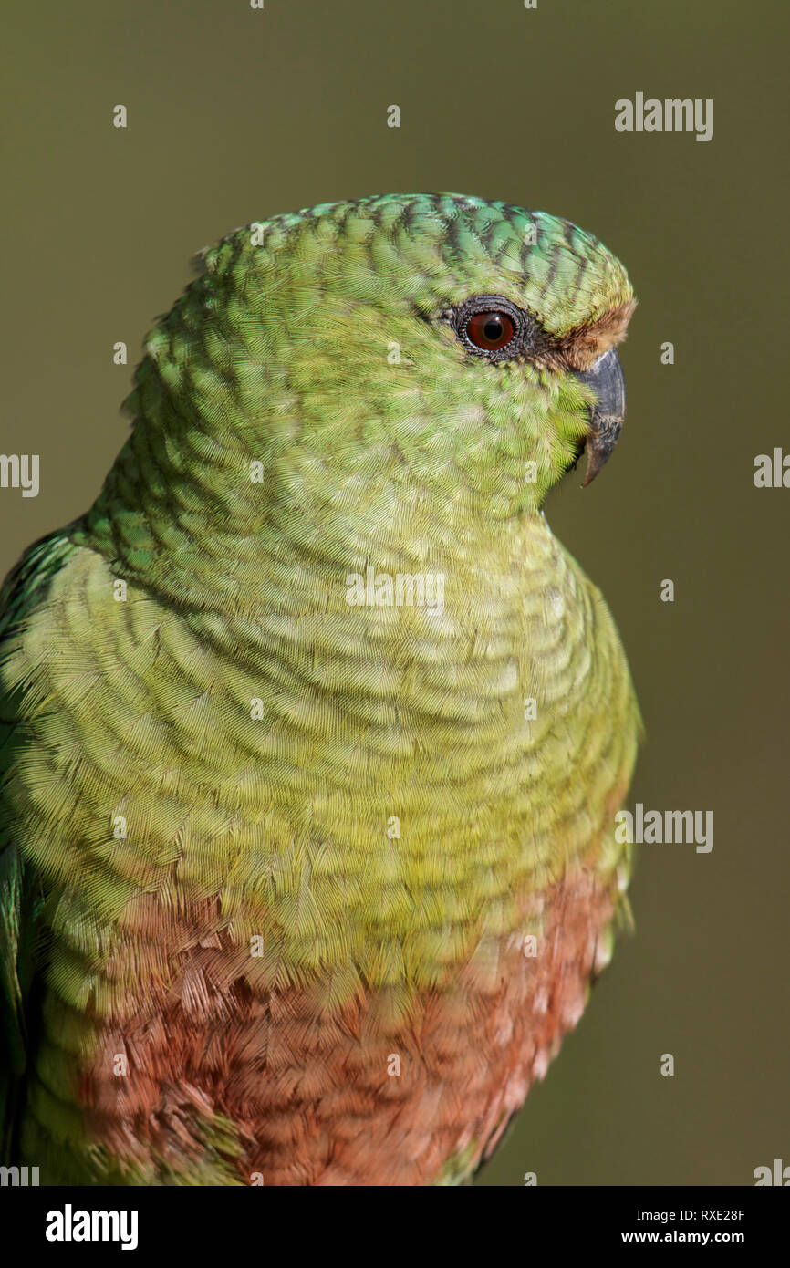 Austral conure oder smaragd sittich -Fotos und -Bildmaterial in hoher ...