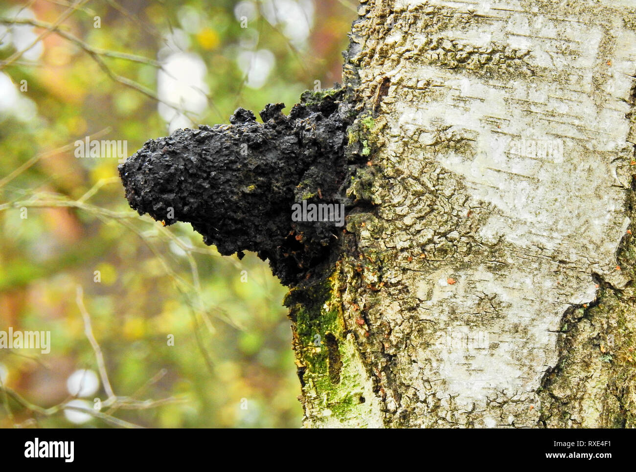 Wilder chaga pilz -Fotos und -Bildmaterial in hoher Auflösung – Alamy