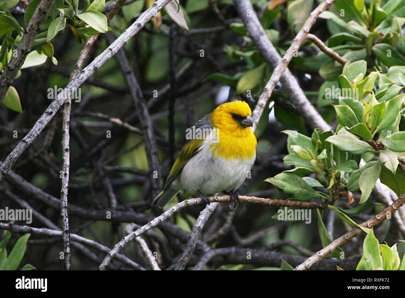 Palila in hawaii inseln -Fotos und -Bildmaterial in hoher Auflösung – Alamy