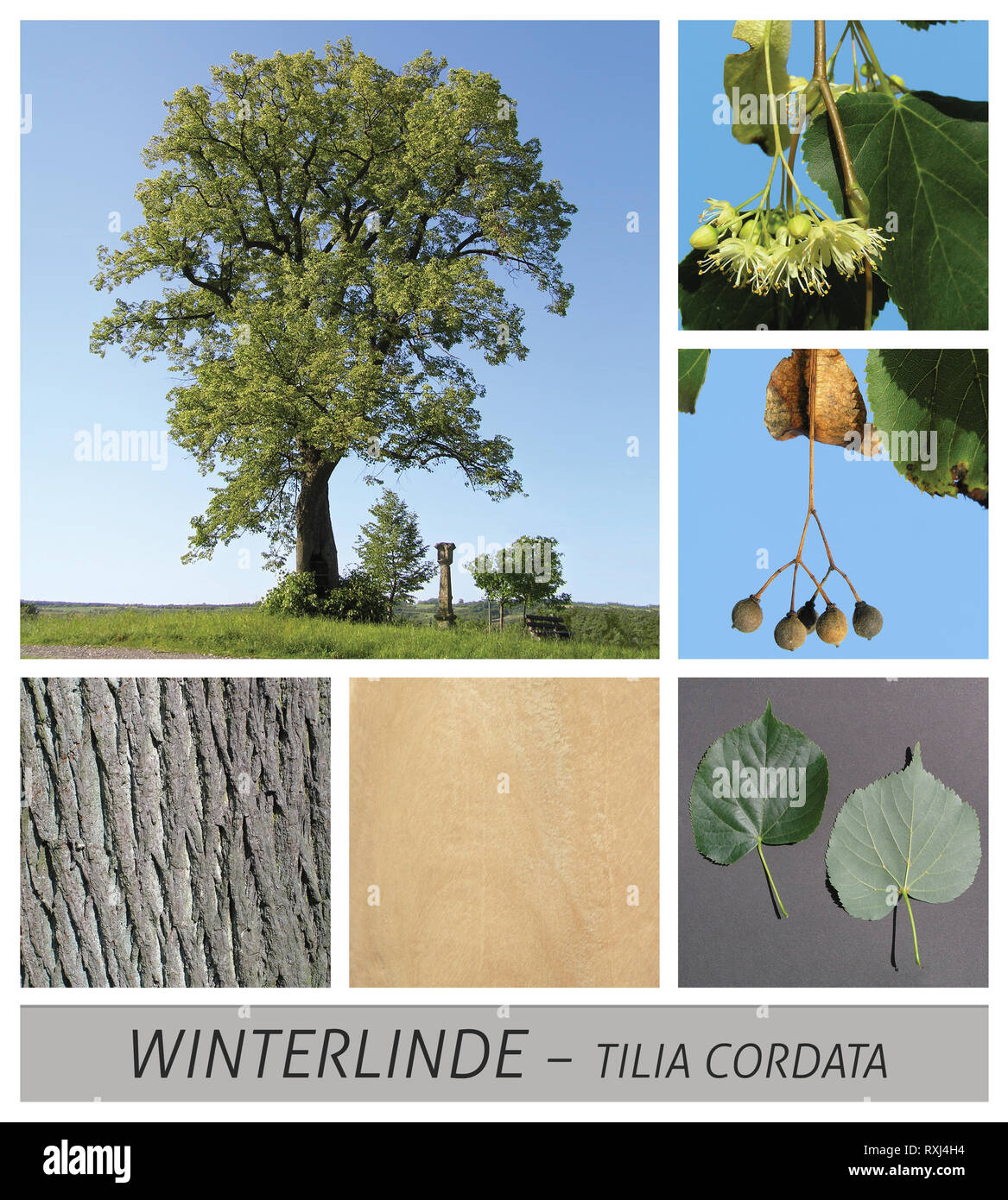 Winter linden tree -Fotos und -Bildmaterial in hoher Auflösung – Alamy