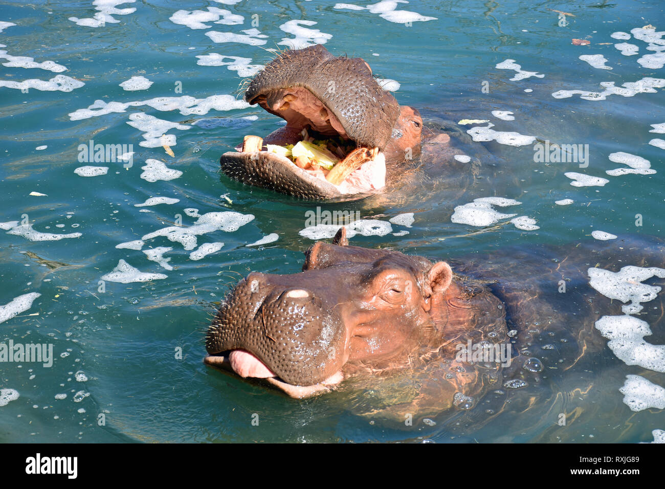 Nilpferd haarig -Fotos und -Bildmaterial in hoher Auflösung – Alamy