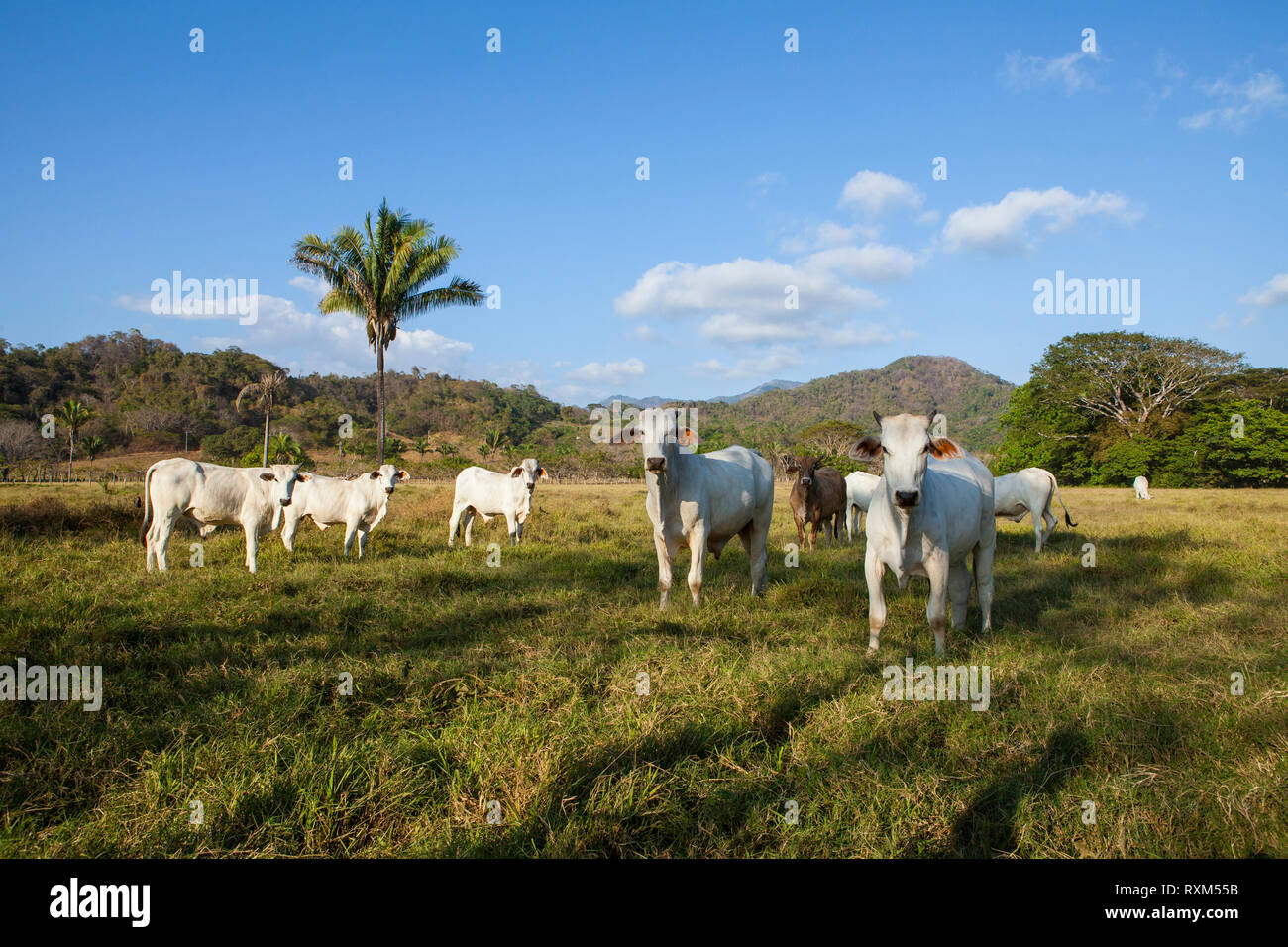 Zebu-rinder in Weide. Pazifik Küste in der Nähe von Samara, Costa Rica ...