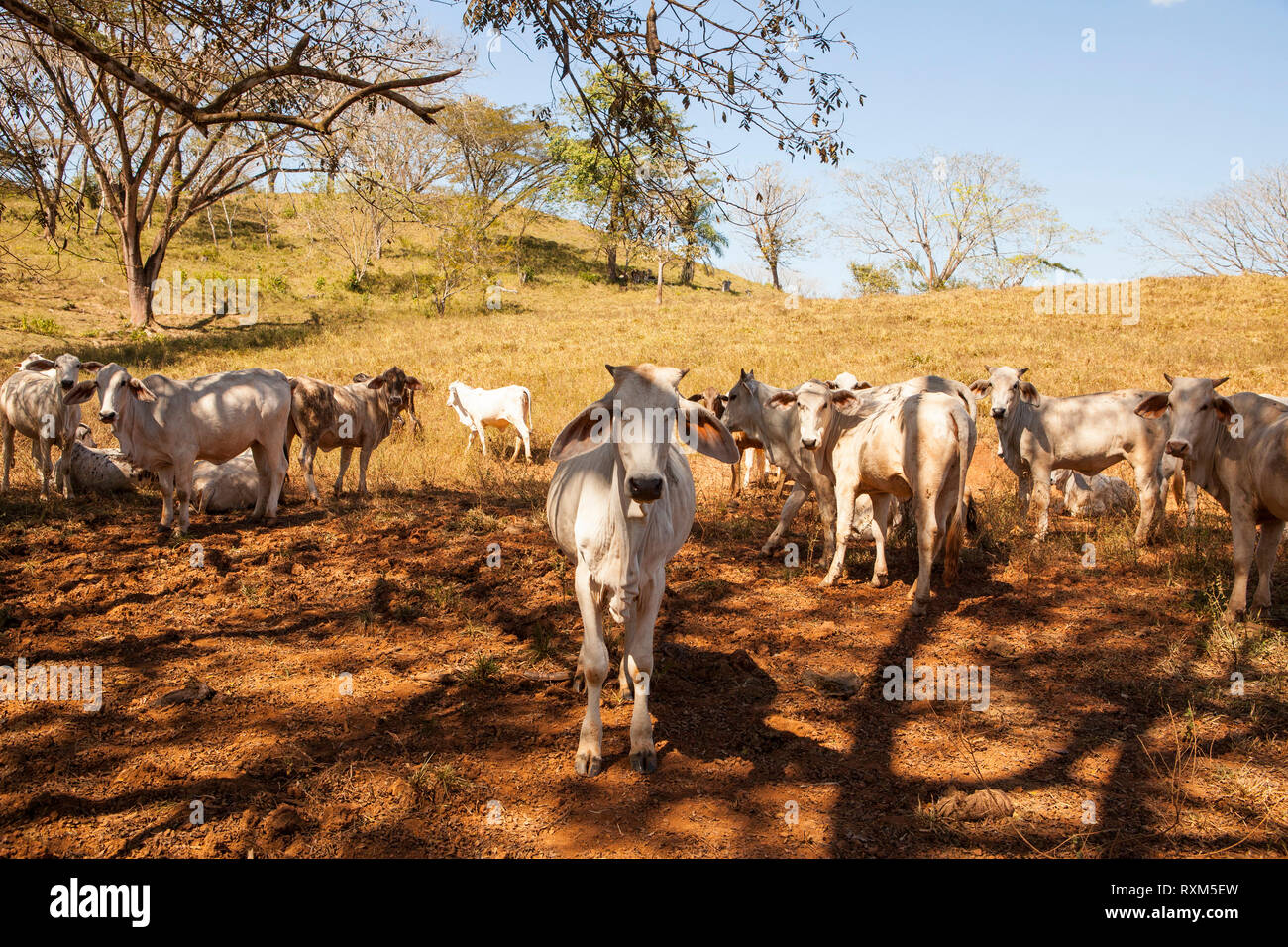Zebu-rinder in Weide. Pazifik Küste in der Nähe von Samara, Costa Rica ...