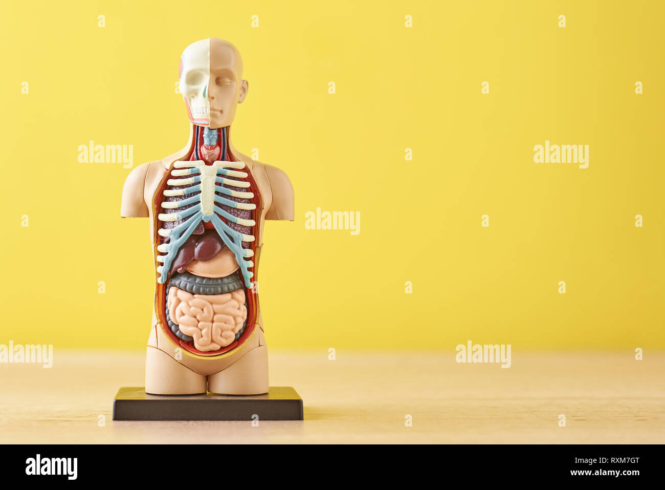 Anatomische Modell des menschlichen Körpers mit inneren Organen auf ...