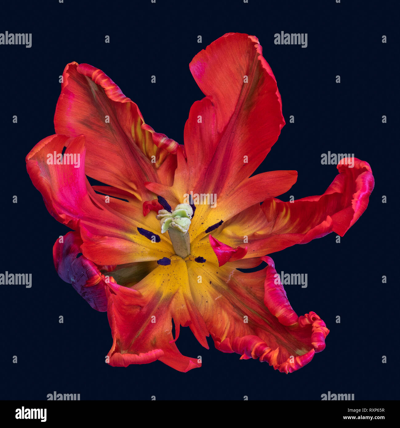 Fantastischer realismus stil -Fotos und -Bildmaterial in hoher Auflösung – Alamy