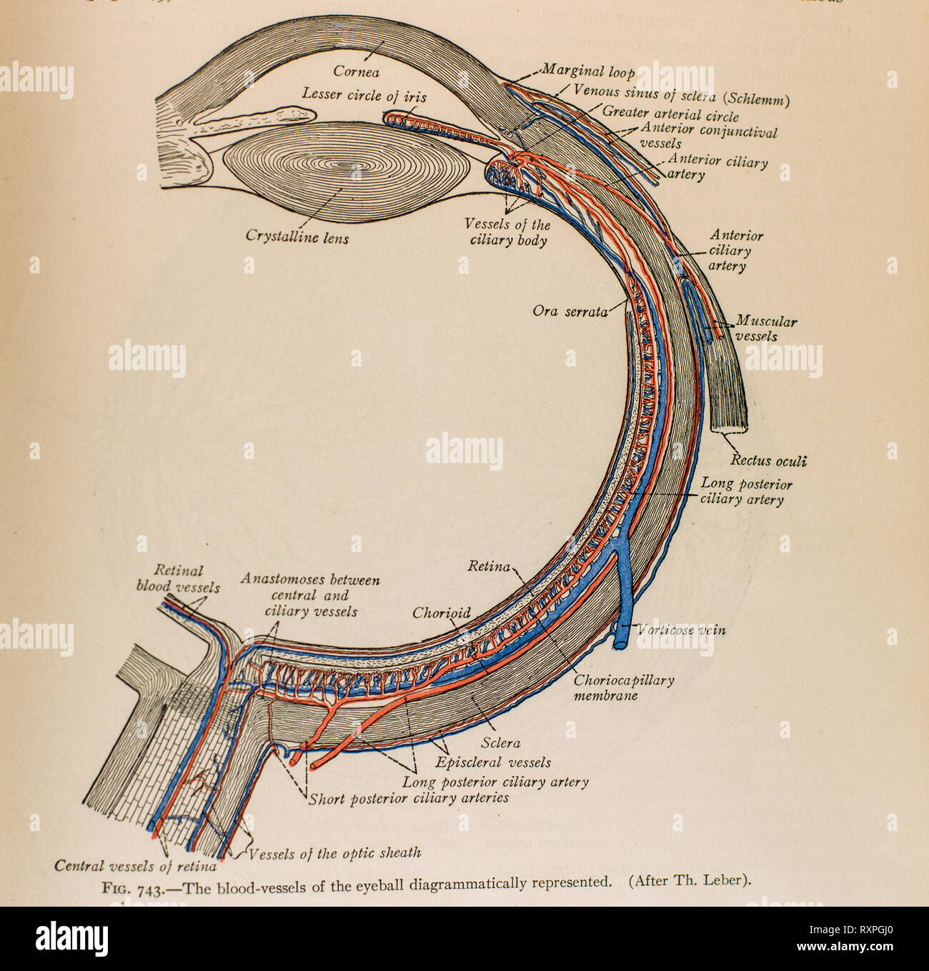 Anatomie der menschlichen Augen Stockfotografie - Alamy