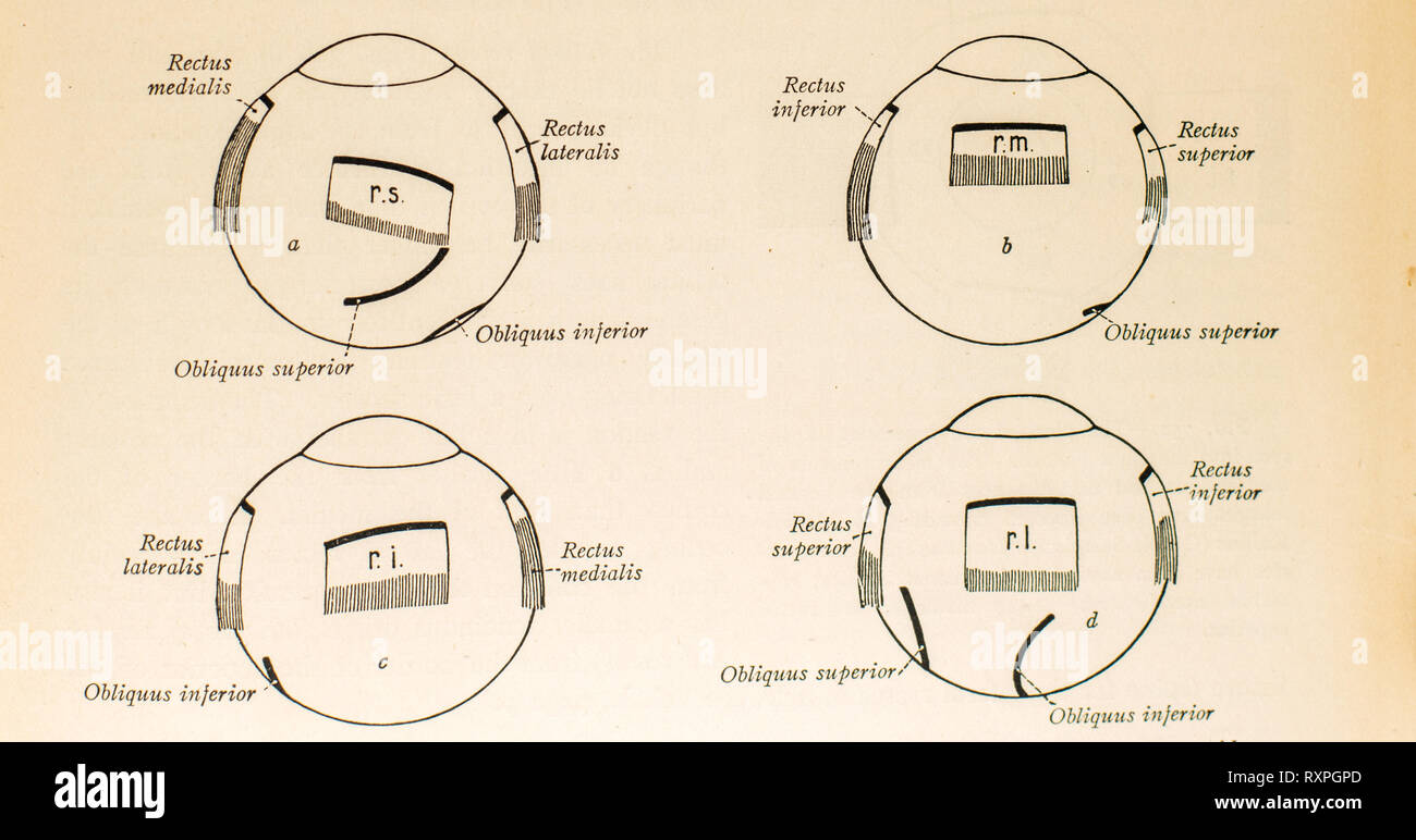 Fovea centralis -Fotos und -Bildmaterial in hoher Auflösung – Alamy