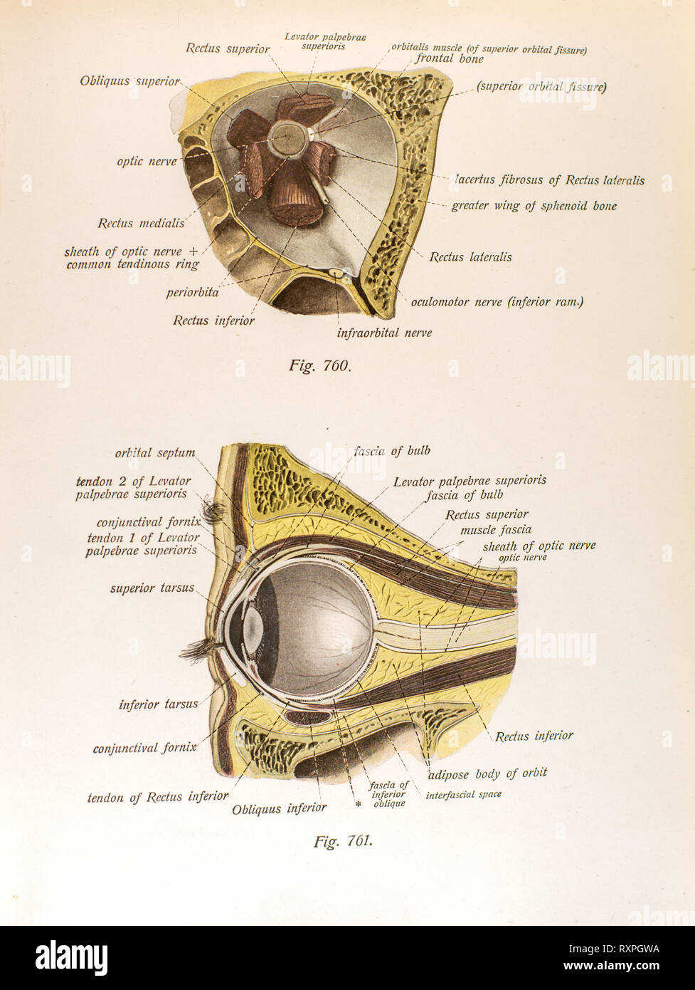 Normale anatomie des menschlichen auges und der augenhöhle -Fotos und ...