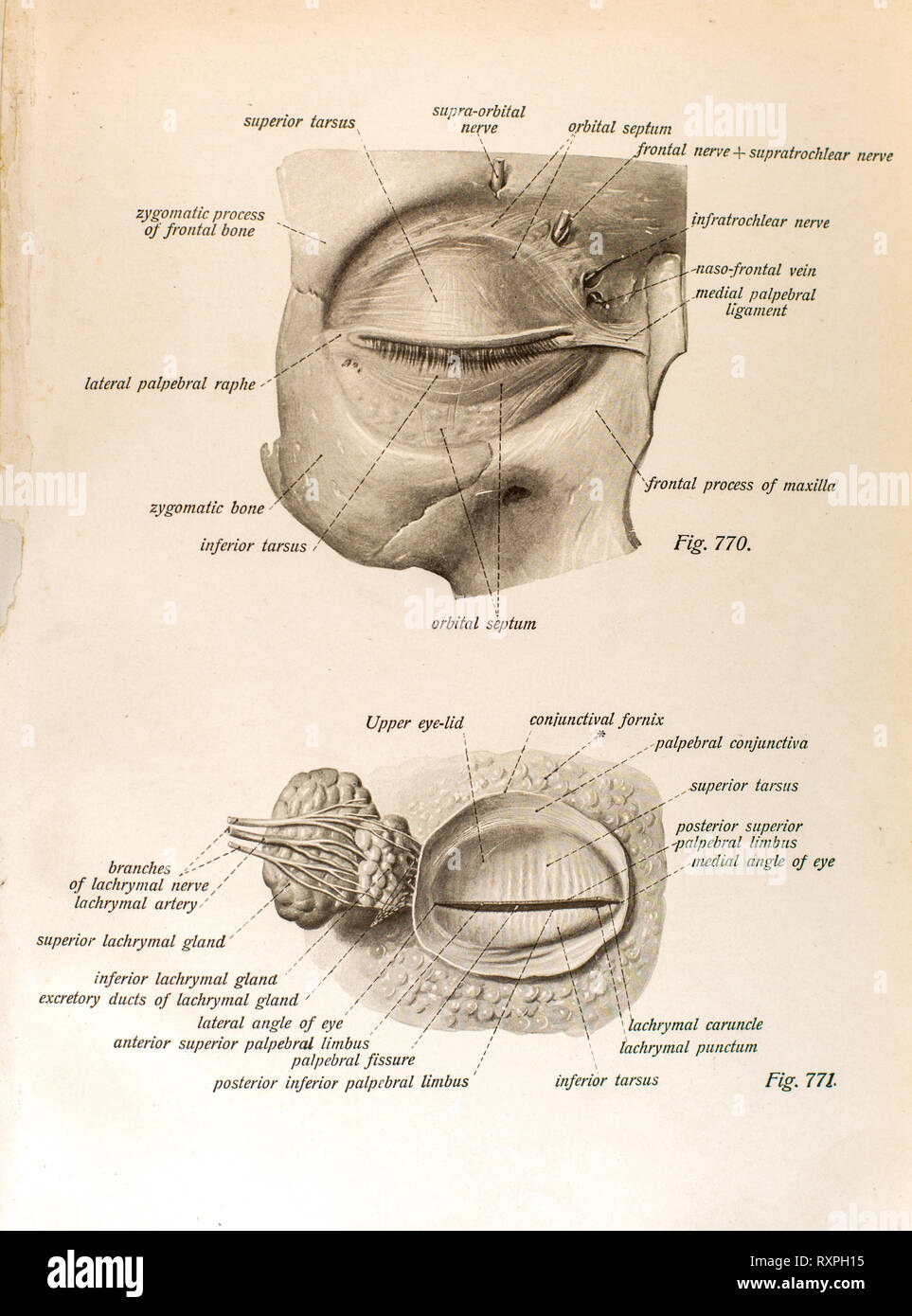 Augenlidmuskel anatomie -Fotos und -Bildmaterial in hoher Auflösung – Alamy