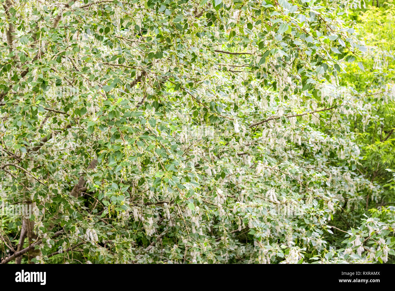 Blatt pappel -Fotos und -Bildmaterial in hoher Auflösung – Alamy