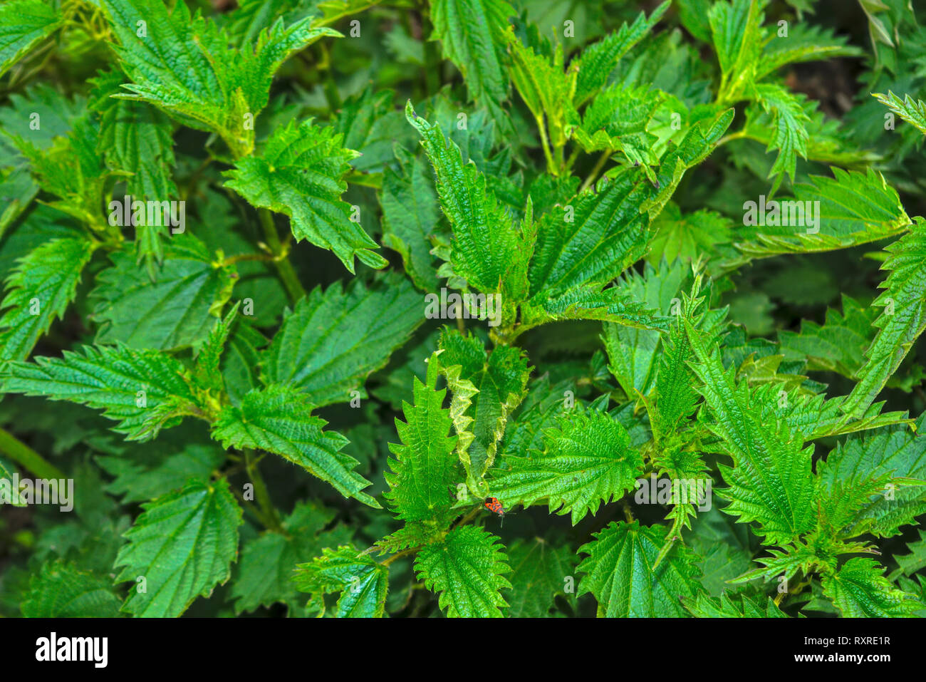 Brennnessel hintergrund -Fotos und -Bildmaterial in hoher Auflösung – Alamy