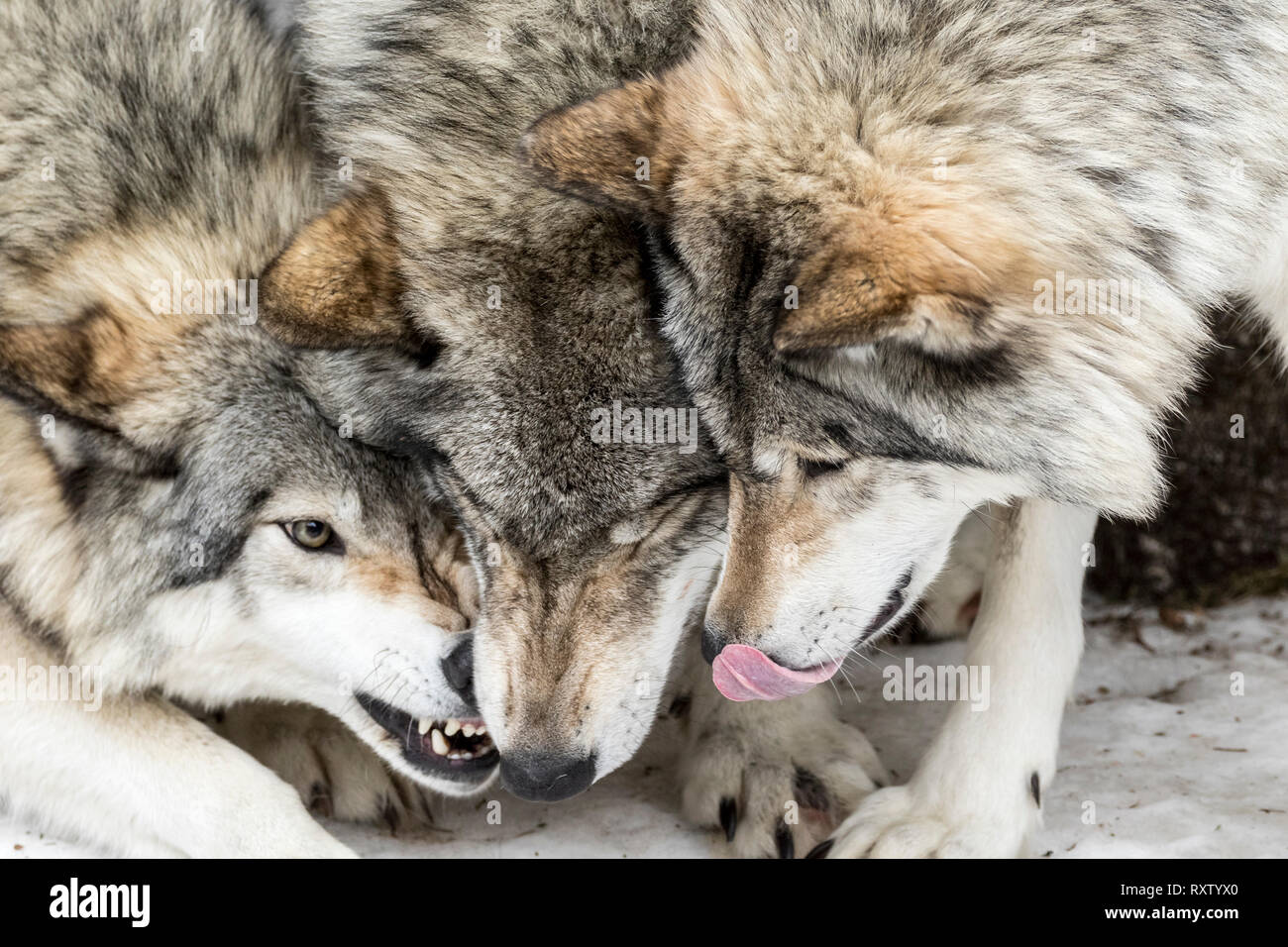 Holz oder graue wölfe canis lupus -Fotos und -Bildmaterial in hoher ...