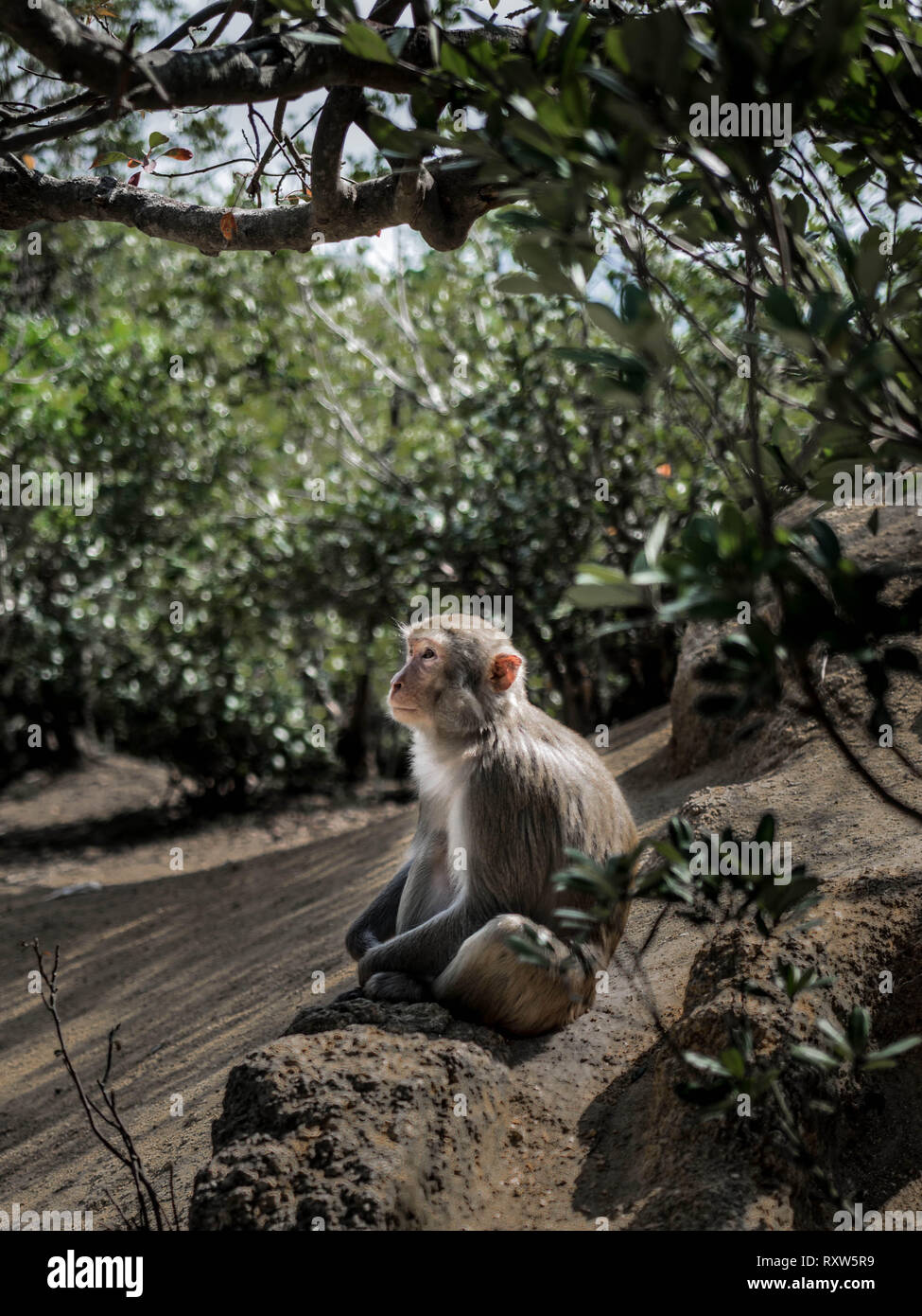 Affe witzig -Fotos und -Bildmaterial in hoher Auflösung – Alamy