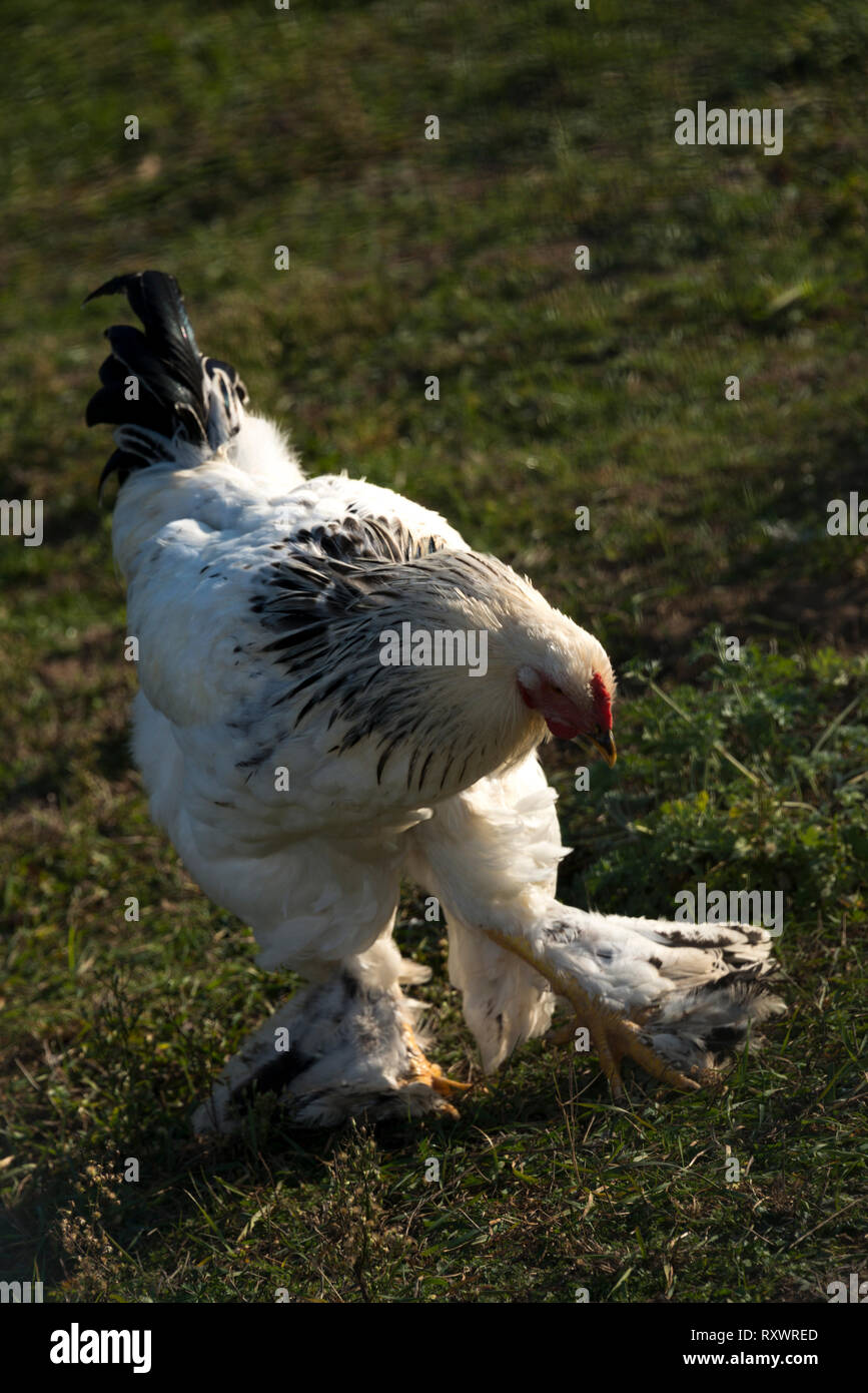 Braune brahma henne -Fotos und -Bildmaterial in hoher Auflösung – Alamy