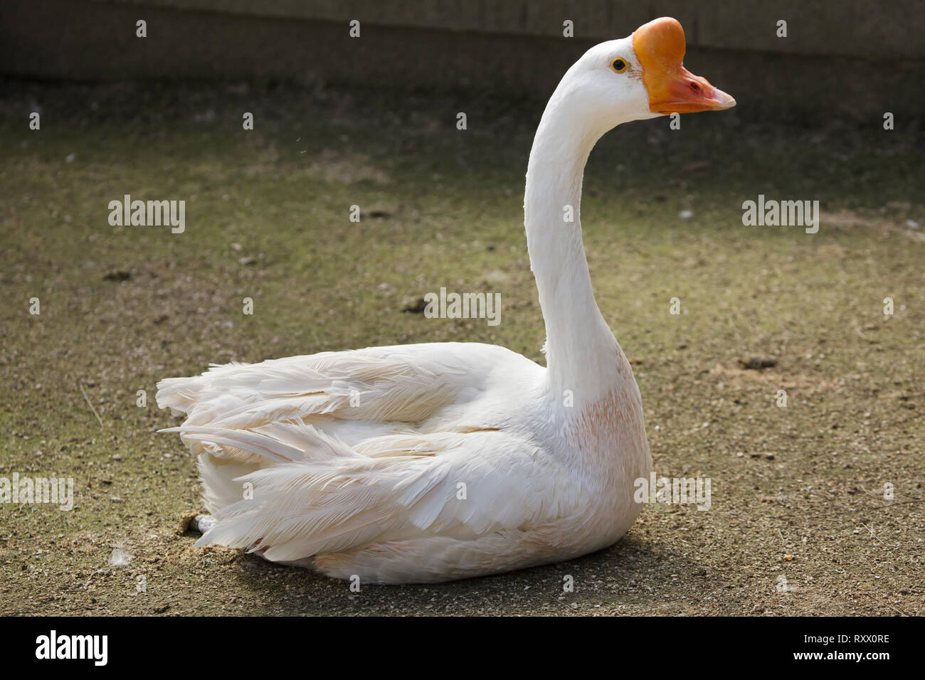 Anser anser domesticus -Fotos und -Bildmaterial in hoher Auflösung – Alamy