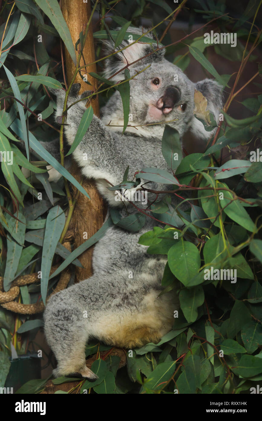 Queensland koala -Fotos und -Bildmaterial in hoher Auflösung – Alamy