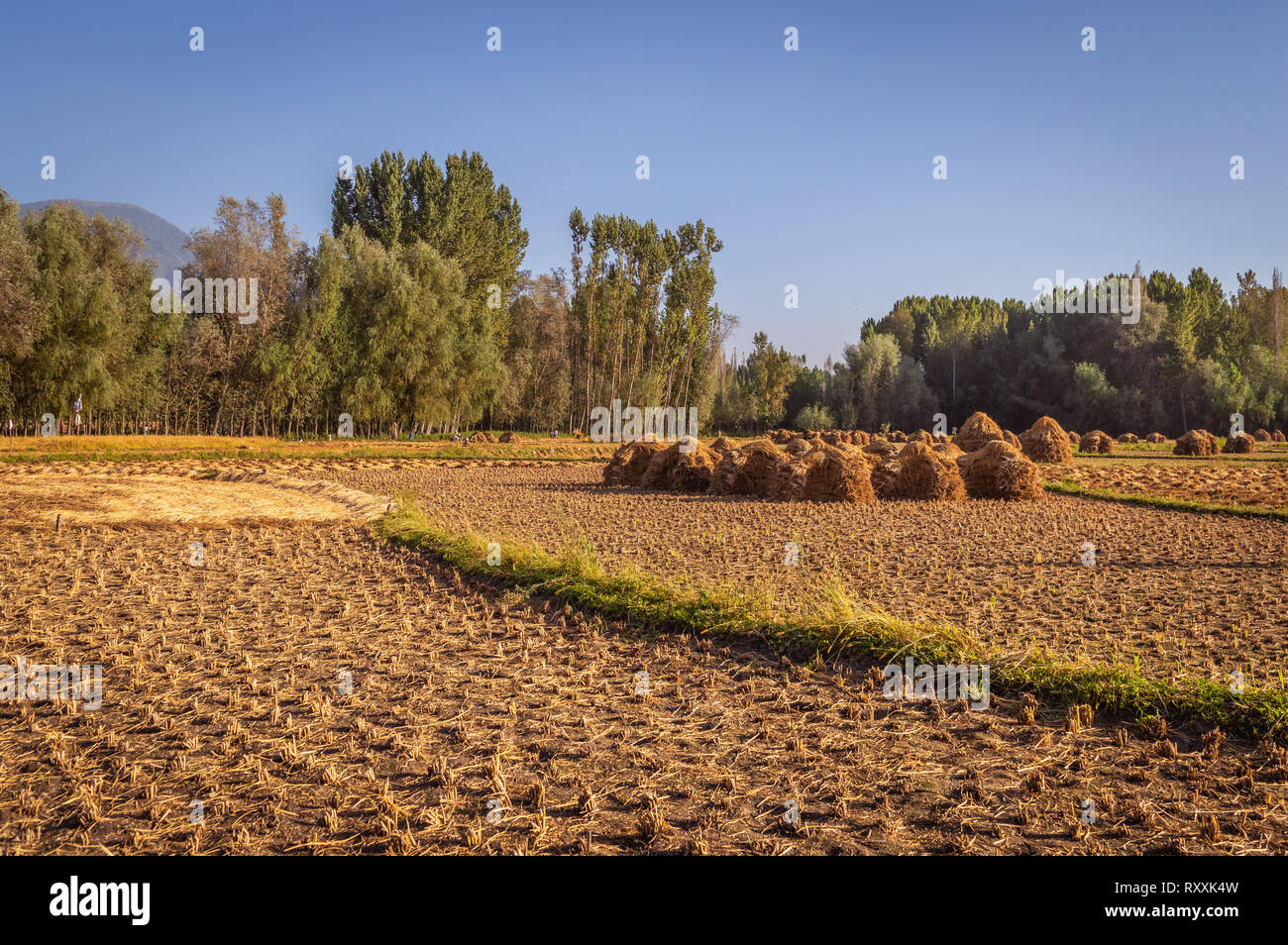 Reis trocken -Fotos und -Bildmaterial in hoher Auflösung – Alamy