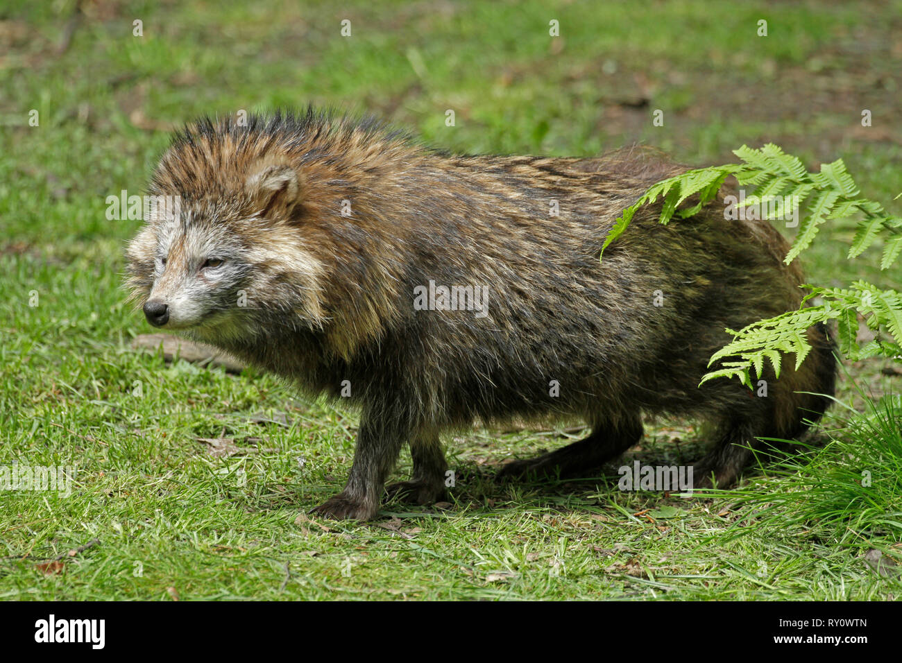 Nyctereutes procyonoides -Fotos und -Bildmaterial in hoher Auflösung ...