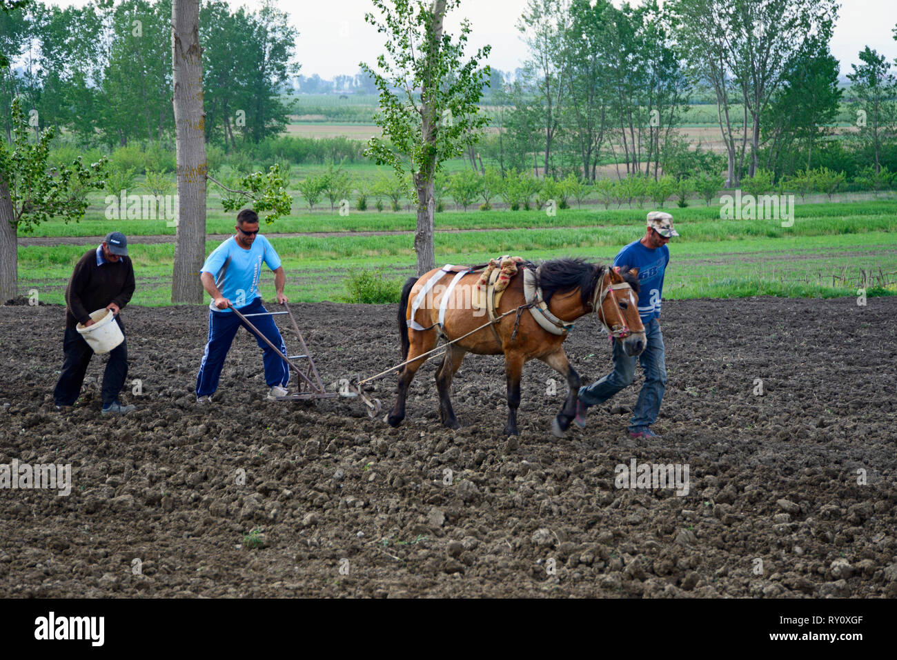 Pflügen pferd -Fotos und -Bildmaterial in hoher Auflösung – Alamy