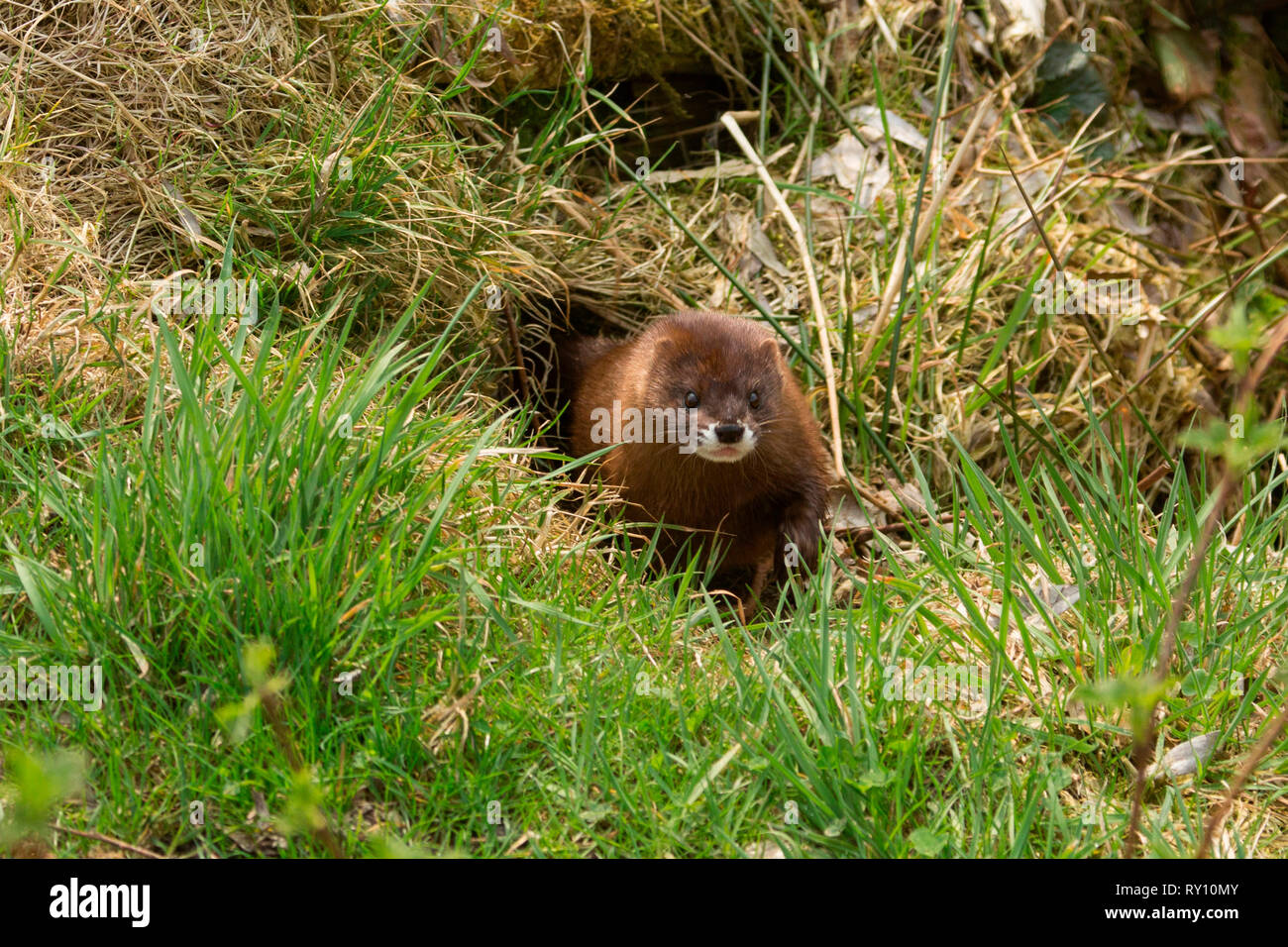 Europäischer Nerz (Mustela lutreola Stockfotografie - Alamy