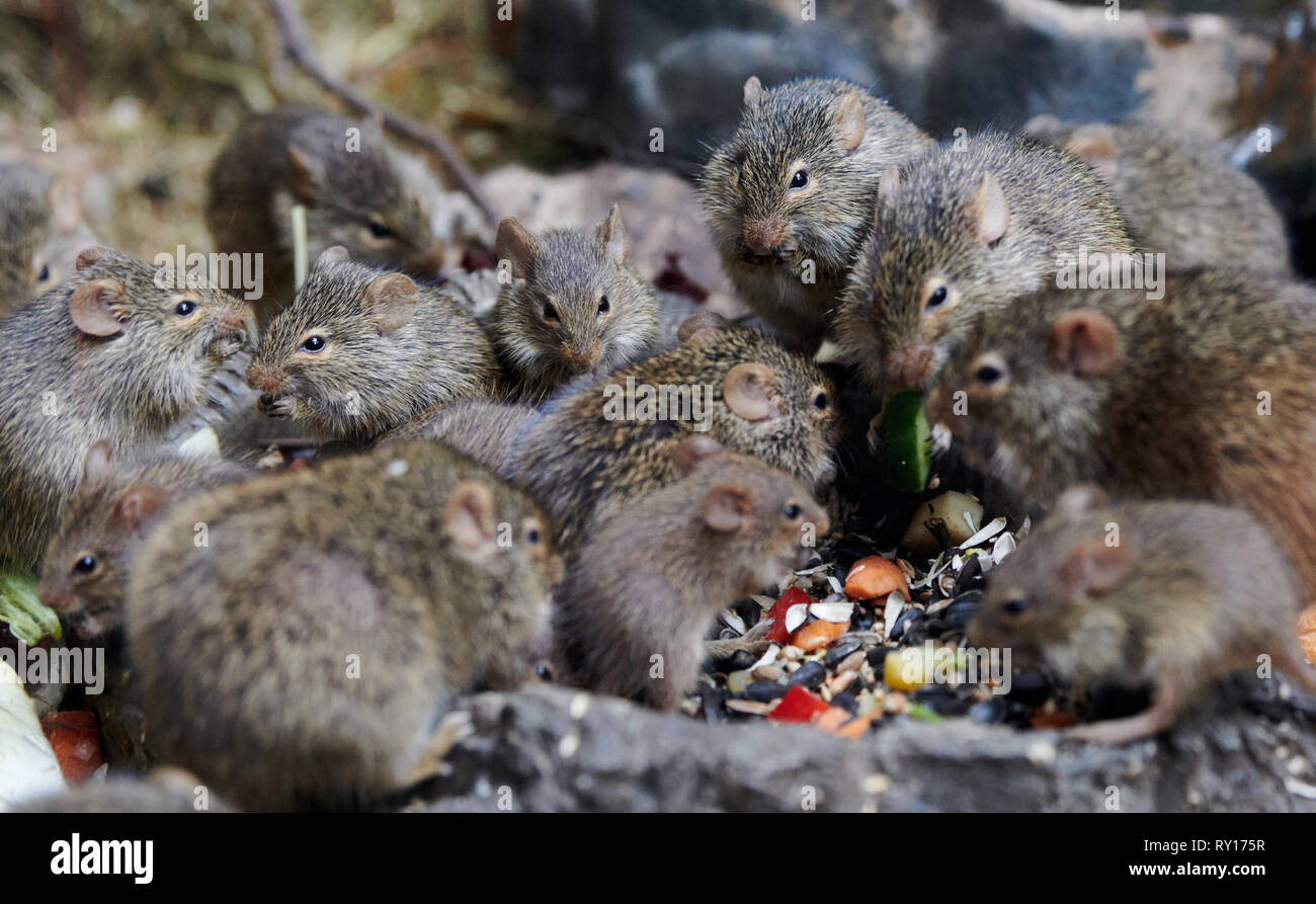 Baby Ratten Stockfotos und -bilder Kaufen - Alamy