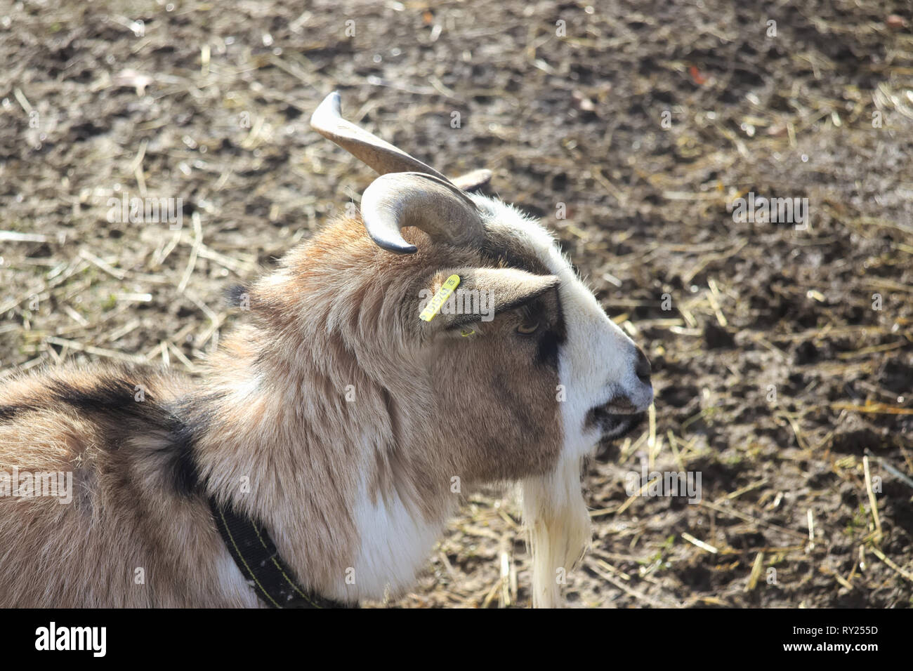 Seite Profil der Braun weiße Ziege mit Hörnern Stockfotografie - Alamy