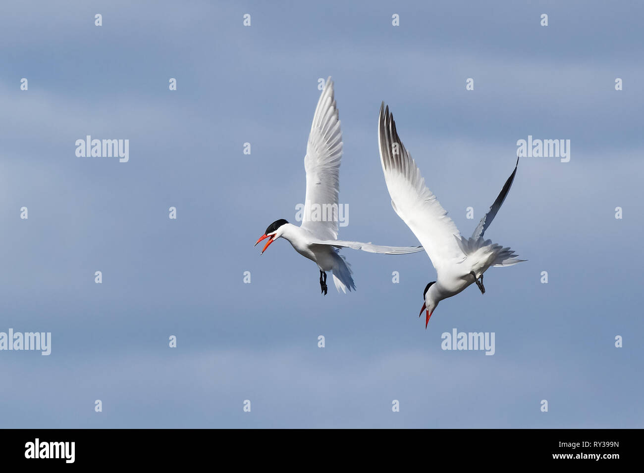 Kaspische seeschwalben -Fotos und -Bildmaterial in hoher Auflösung – Alamy