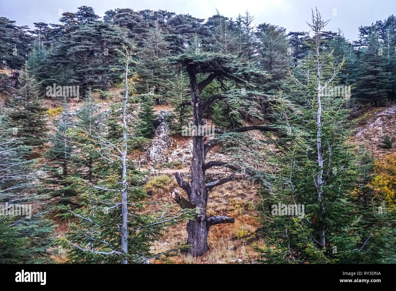 Der wald der zedern von gott -Fotos und -Bildmaterial in hoher Auflösung – Alamy