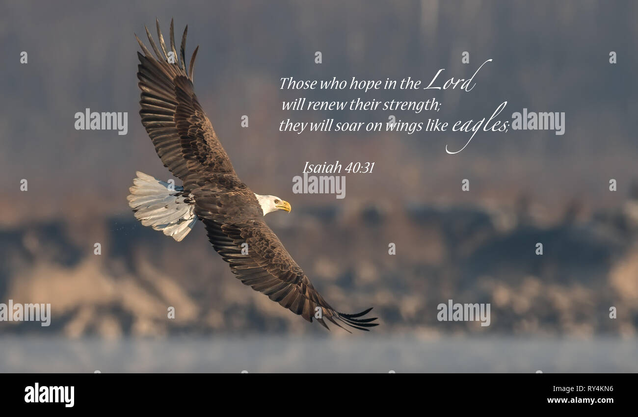Weißkopfseeadler Jesaja 40:31 Bibelvers zitieren Stockfotografie - Alamy