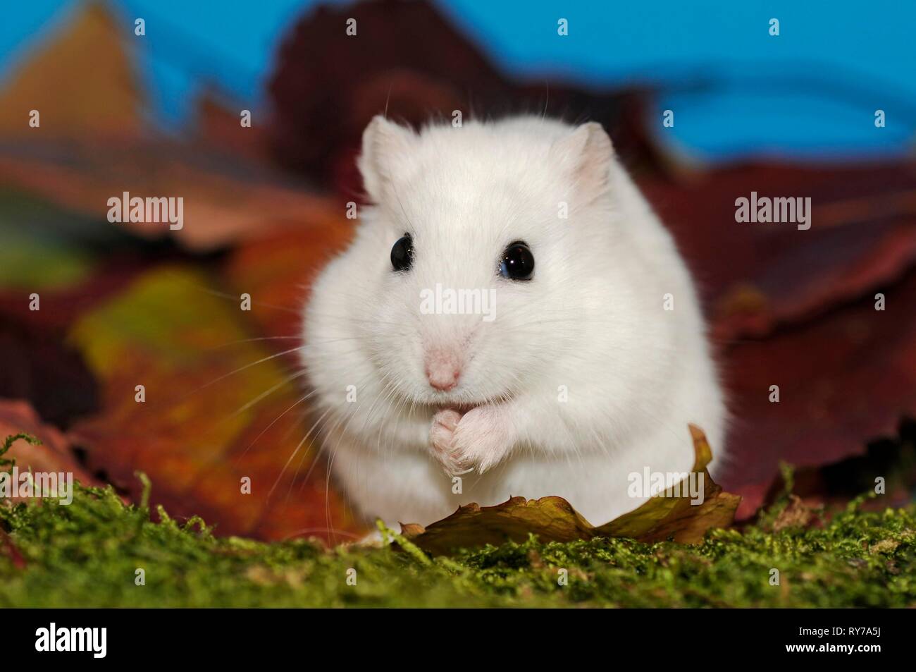 Orange Hamster Stockfotos und -bilder Kaufen - Alamy
