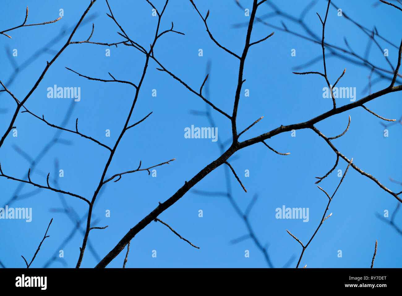 Baum vegetation zweige zweig -Fotos und -Bildmaterial in hoher ...