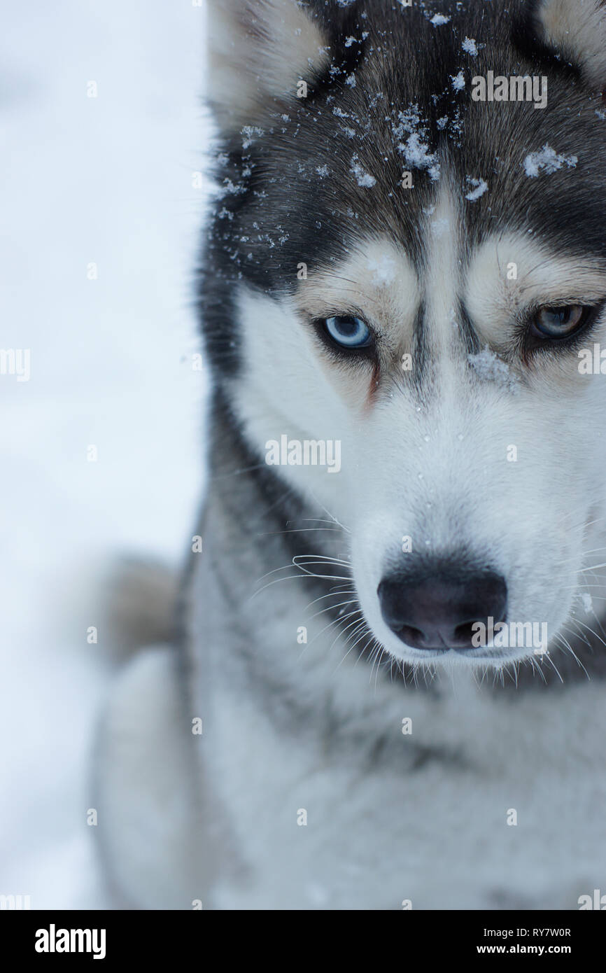 Ein grauer Hund der Rasse Husky auf dem Schnee im Winter sitzt, die ...