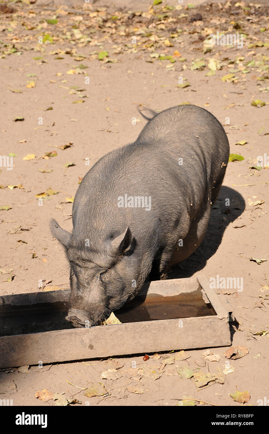 Fettes schwein -Fotos und -Bildmaterial in hoher Auflösung - Seite 2 ...
