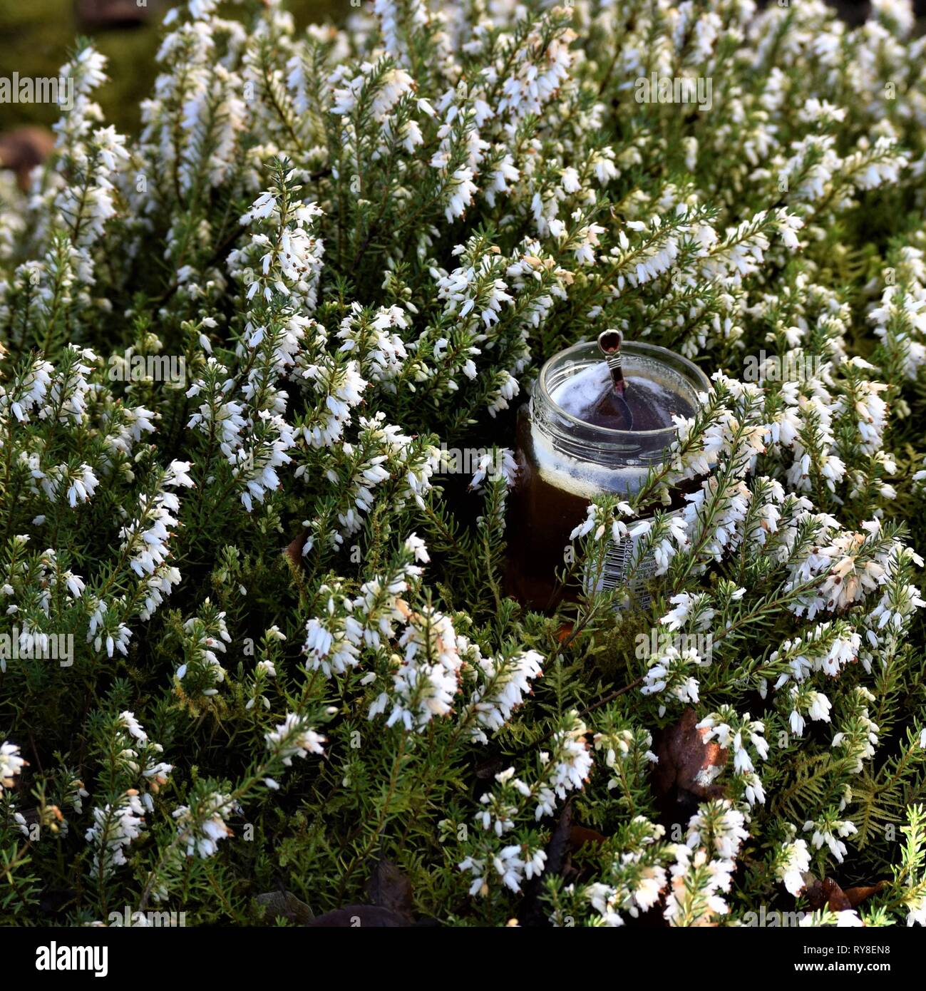Schottischer heidekraut honig -Fotos und -Bildmaterial in hoher ...